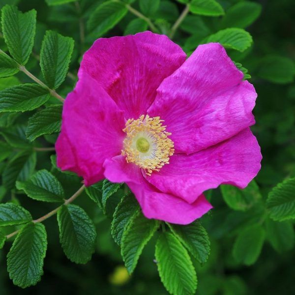 ️ Rosa Rugosa | Guía Completa 2025