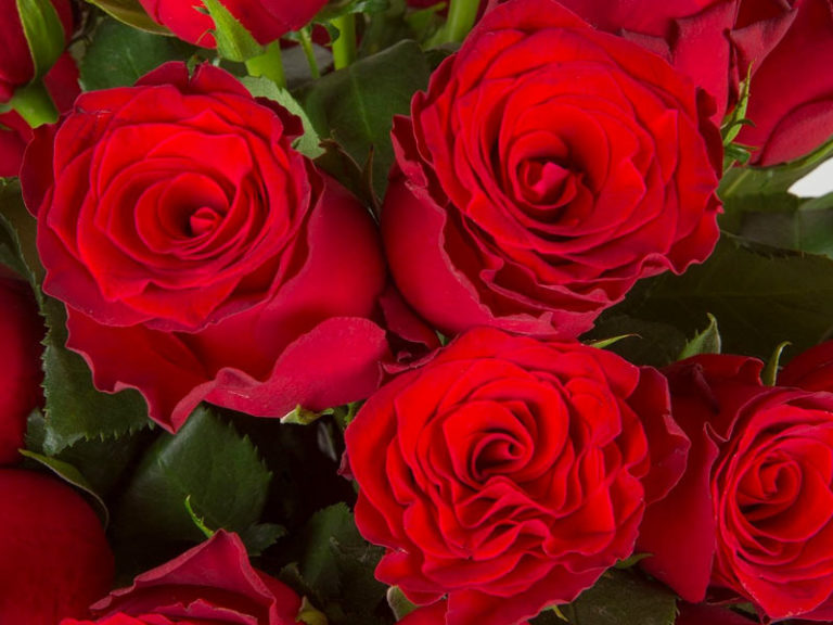 ️ Significado del color de las rosas (Rojas, Blancas, Amarillas, Verdes ...