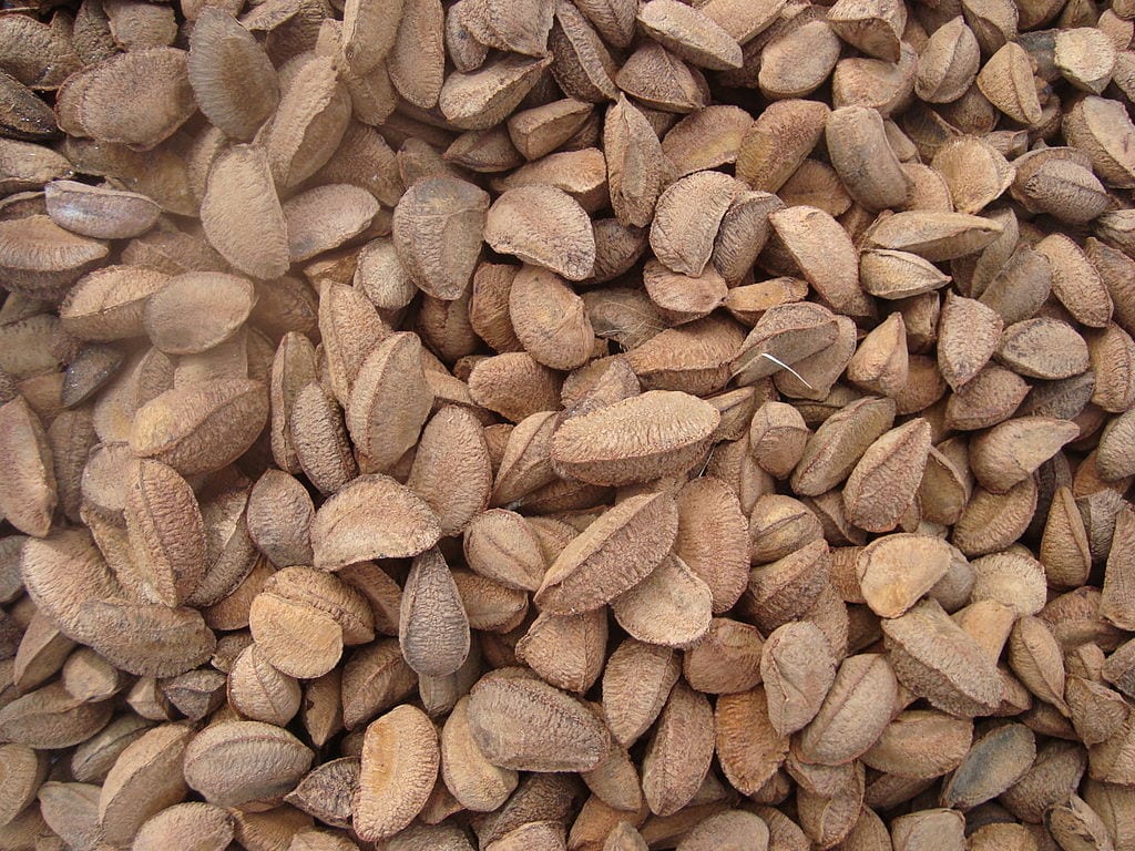 ️ Conoce a la nuez de Brasil, uno de los árboles tropicales más altos ...