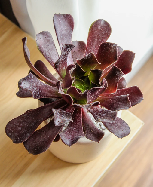 ️ Todo lo que necesita saber sobre la suculenta rosa negra | Guía ...