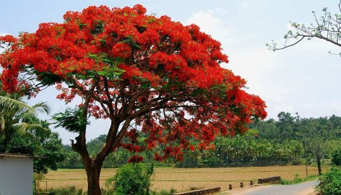 ️ Acacia Carbonero Rojo, Descripción, Cultivo, Cuidados, Propiedades ...