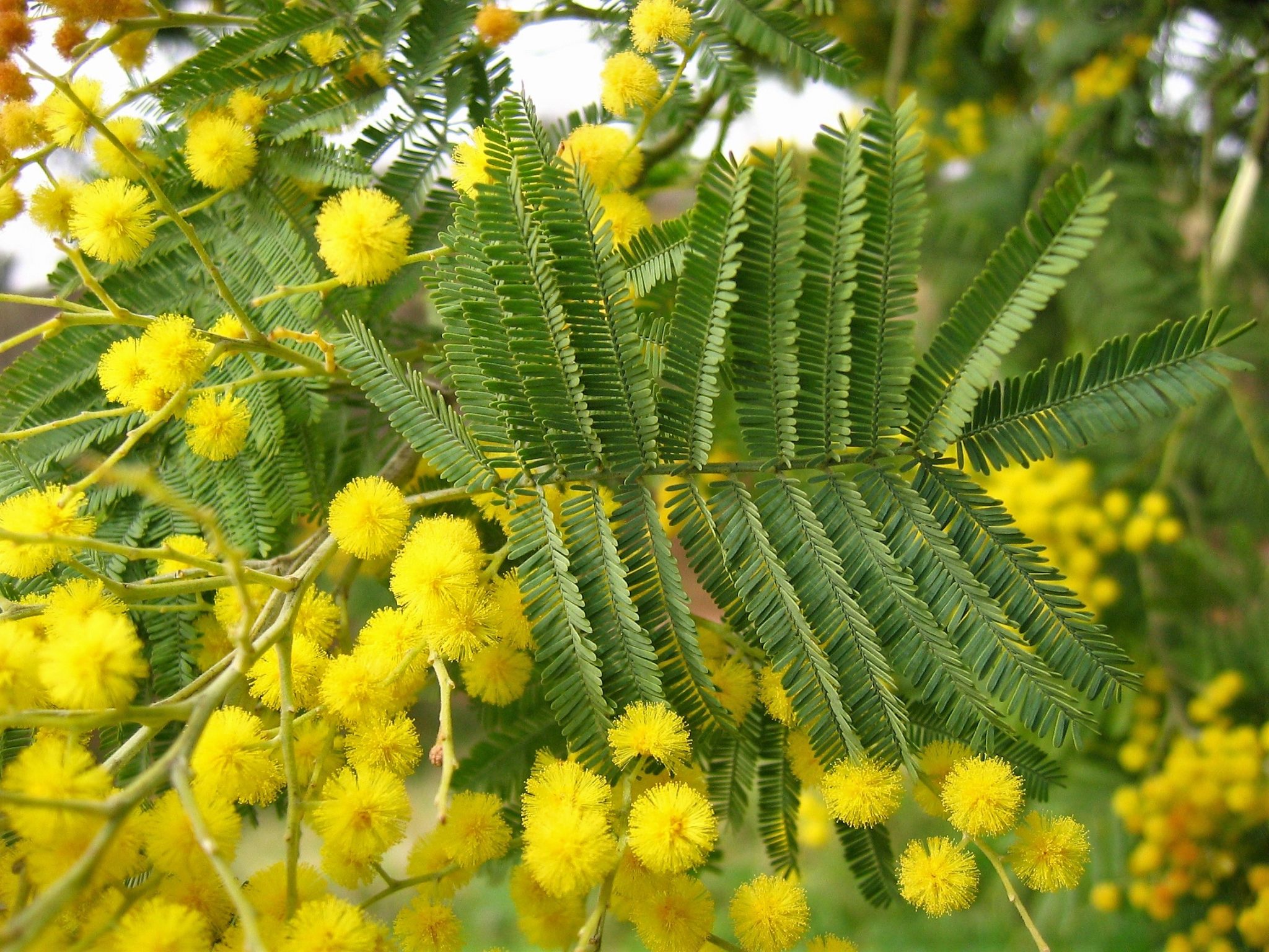 ️ Acacia: tipos, características, tamaños, variedades y color ...
