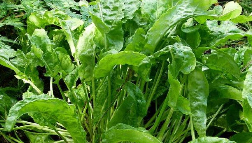 ️ Acedera. Origen, Descripción, Cultivo, Cuidados, Propiedades | Guía ...