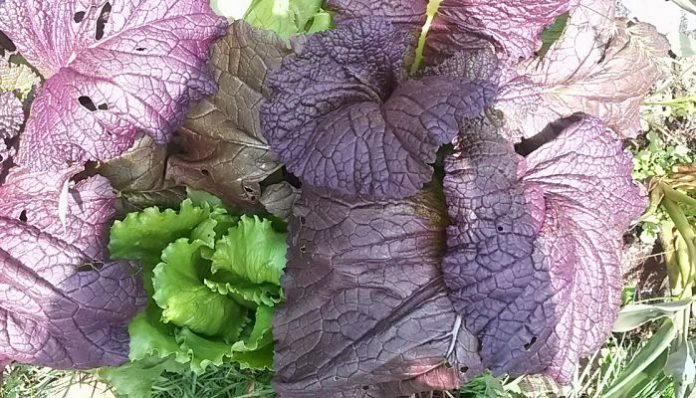 ️ Acelga Penca Morada, Origen, Descripción, Cultivo, Cuidados, | Guía ...