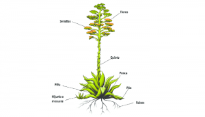 ️ Agave americana. Origen, Descripción, Variedades, Cultivo Y Usos ...