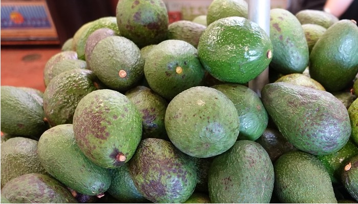 ️ Aguacatillo. Origen, descripción, Cultivo, Cuidados, Propiedades ...