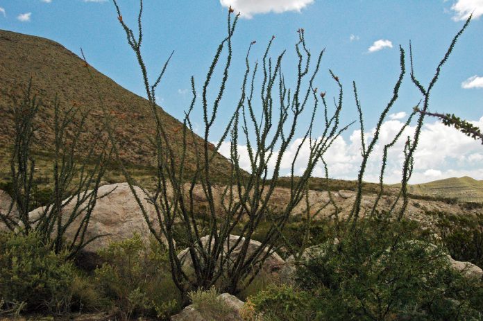 ️ Albarda. Origen, Descripción, Cultivo, Cuidados, Propiedades. | Guía ...