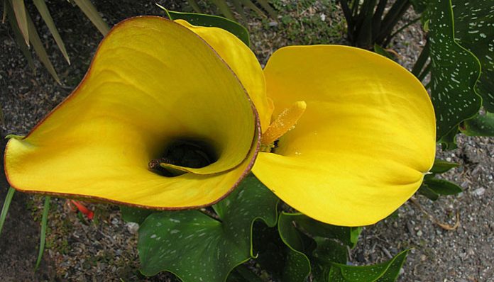 ️ Alcatraz (Zantedeschia aethiopica). Origen, Variedades, Cultivo ...