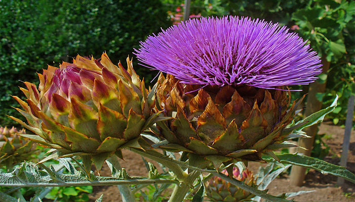 ️ Alcaucil. Origen, Descripción, Variedades, Cultivo, Cuidados Y Usos ...