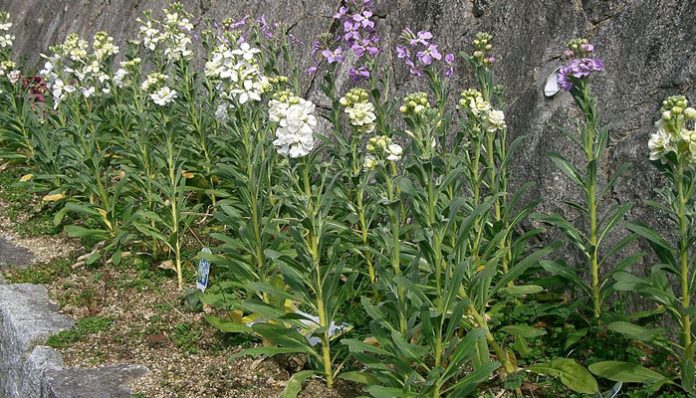 ️ Alelí. Origen, Descripción, Variedades, Cultivo, Cuidados Y Usos ...