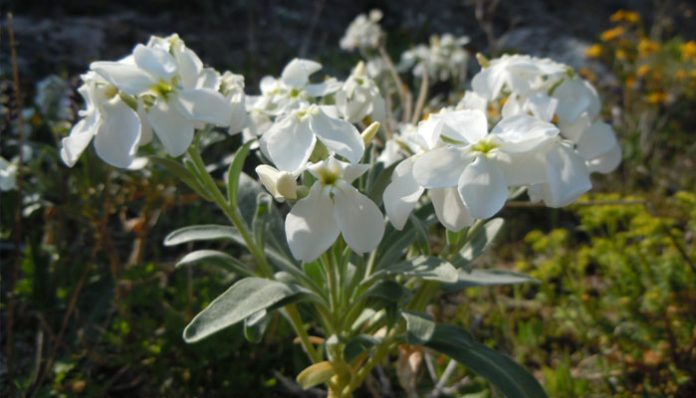 ️ Alelí. Origen, Descripción, Variedades, Cultivo, Cuidados Y Usos ...