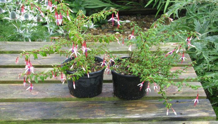 ️ Aljaba. Origen, Descripción, Variedades, Cultivo, Cuidados Y Usos ...