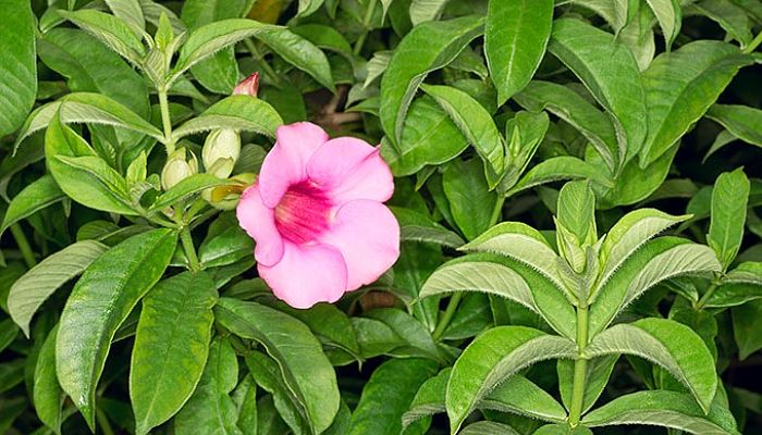 ️ Allamanda Púrpura. Origen, Descripción, Cultivo, Cuidados, Propiedades | Guía Completa 2022