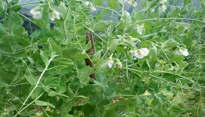 ️ Almorta o Arveja. Origen, Descripción, Cultivo, Cuidados Y Usos ...