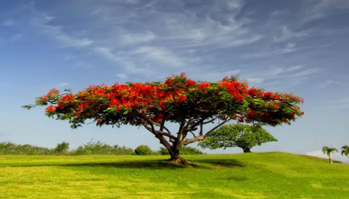 ️ Árbol De Fuego. Descripción, Hábitat, Cuidados Y Usos | Guía Completa ...