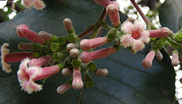 ️ Árbol de la Quina. Origen, Descripción, Cultivo, Cuidados ...