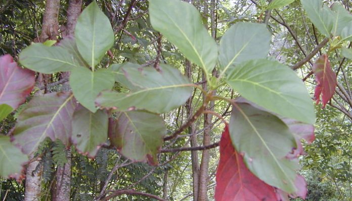 ️ Árbol de la Quina. Origen, Descripción, Cultivo, Cuidados ...