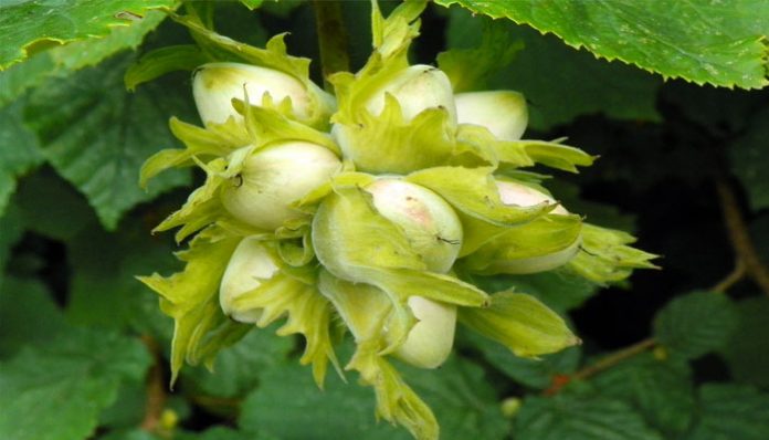 ️ Avellano (Corylus avellana). Características, Cultivo, Cuidados Y ...