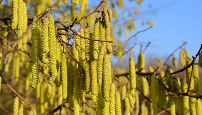 ️ Avellano (Corylus avellana). Características, Cultivo, Cuidados Y ...