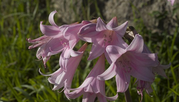 ️ Azucenas Rosa. Origen, Descripción, Cultivo, Cuidados, Propiedades ...