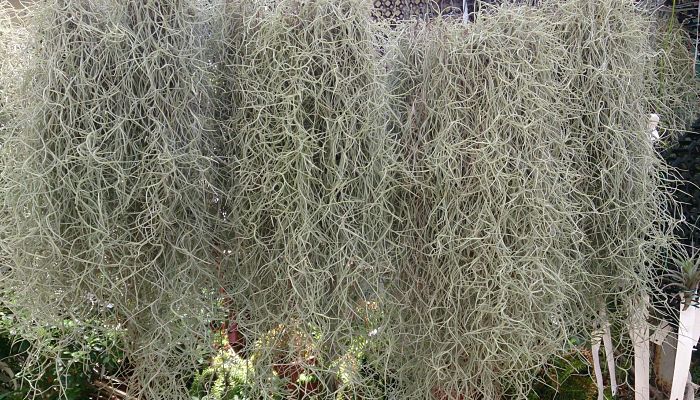 ️ Barba Española. Origen, descripción, Cultivo, Cuidados, Propiedades ...