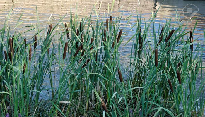 ️ Bayunco. Origen, Descripción, Cultivo, Cuidados, Propiedades. | Guía ...