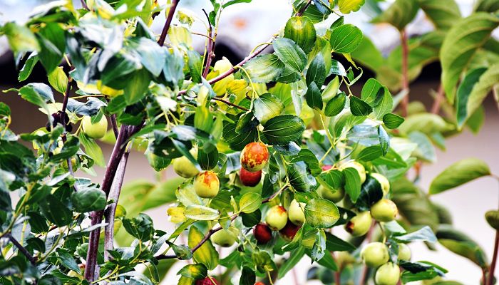 ️ 7 Beneficios Y Propiedades De La Azufaifa | Guía Completa 2025