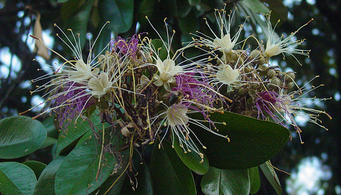 ️ 9 Beneficios Y Propiedades De La Cabriola. | Guía Completa 2024