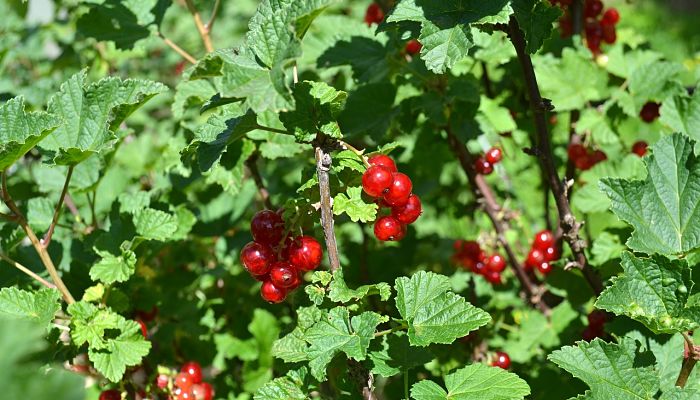 ️ 8 Beneficios Y Propiedades De La Grosella Roja | Guía Completa 2023