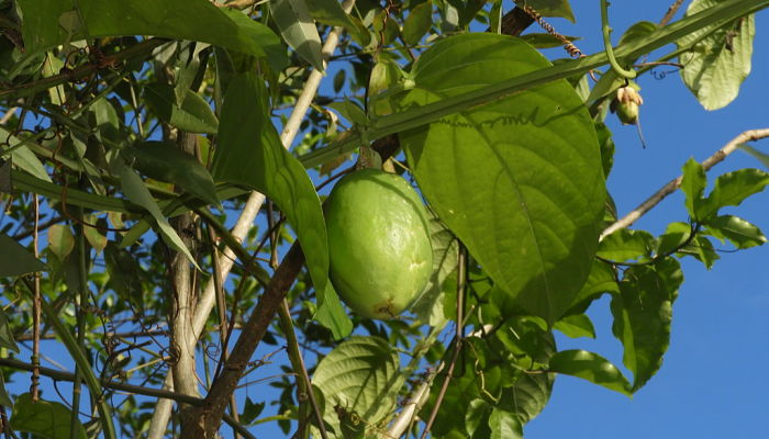 ️ 11 Beneficios Y Propiedades De La Parcha | Guía Completa 2022