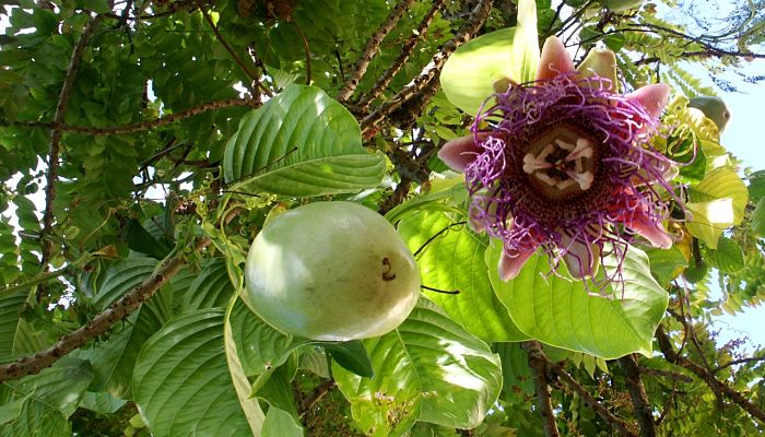 ️ 11 Beneficios Y Propiedades De La Parcha | Guía Completa 2022