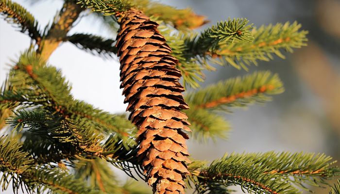 ️ Beneficios y Propiedades de la Picea. | Guía Completa 2025