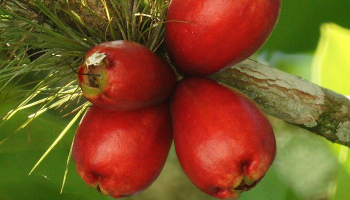 ️ 10 Beneficios Y Propiedades De La Pomarrosa | Guía Completa 2025