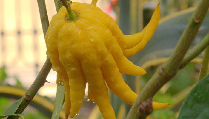 ️ 12 Beneficios Y Propiedades De La Zamboa | Guía Completa 2022