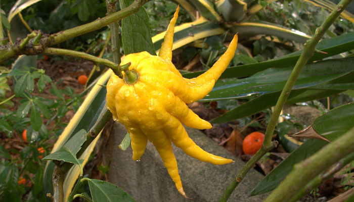 ️ 12 Beneficios Y Propiedades De La Zamboa | Guía Completa 2022