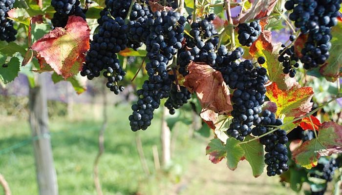 ️ 15 Beneficios Y Propiedades De Las Parras | Guía Completa 2026