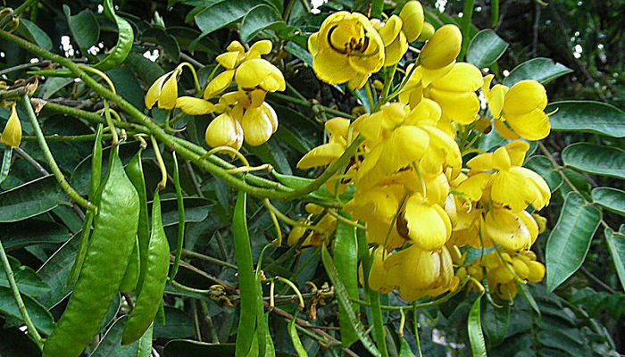 ️ 6 Beneficios Y Propiedades Del Alcaparro | Guía Completa 2023