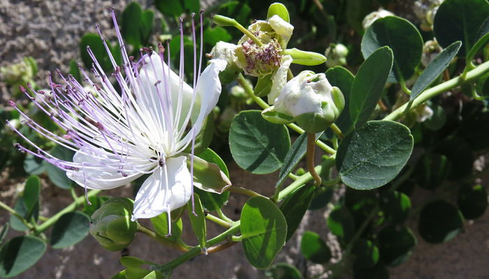 ️ 10 Beneficios Y Propiedades Del Alcaparrón | Guía Completa 2025