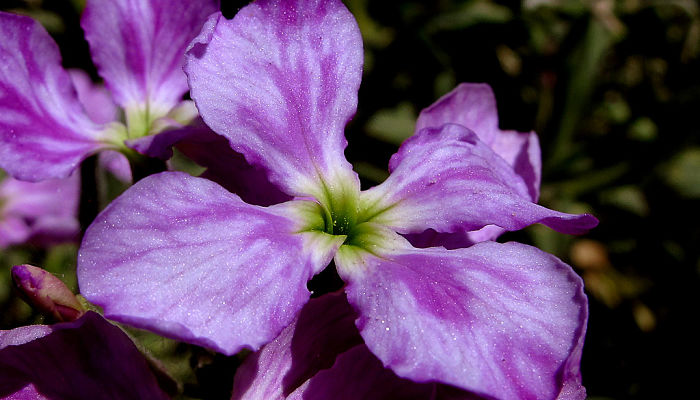 ️ 13 Beneficios Y Propiedades Del Alhelí. | Guía Completa 2025