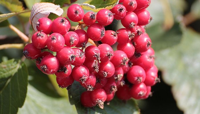 ️ 5 Beneficios Y Propiedades Del Azarollo | Guía Completa 2025