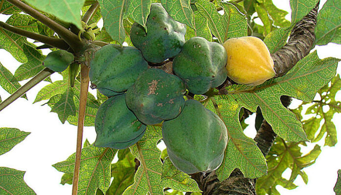 ️ 14 Beneficios Y Propiedades Del Babaco | Guía Completa 2026