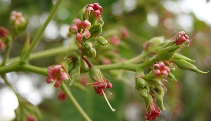 ️ 8 Beneficios Y Propiedades Del Cajuil | Guía Completa 2025