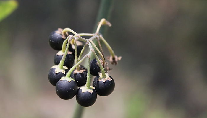 ️ 12 Beneficios Y Propiedades Del Casis | Guía Completa 2025