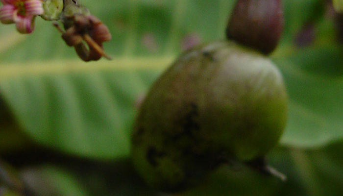 ️ 8 Beneficios Y Propiedades Del Caujil | Guía Completa 2023