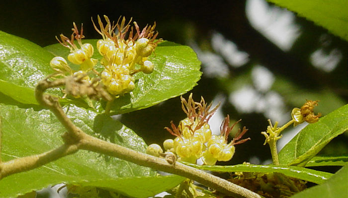 ️ 8 Beneficios Y Propiedades Del Caujil | Guía Completa 2023