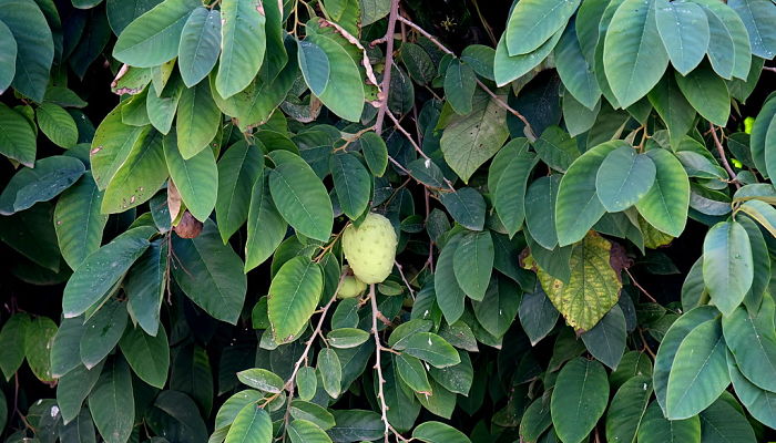 ️ 6 Beneficios Y Propiedades Del Chirimoyo | Guía Completa 2025