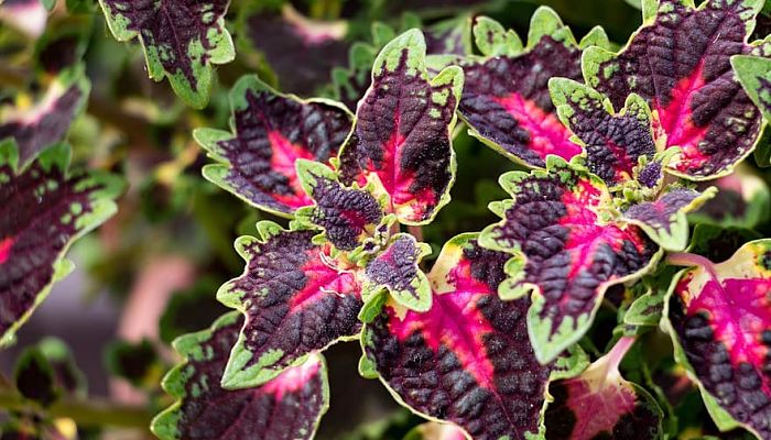 ️ 9 Beneficios Y Propiedades Del Coleus | Guía Completa 2022