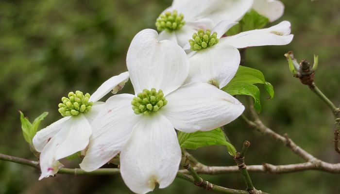 ️ Beneficios y Propiedades del Cornejo. | Guía Completa 2024