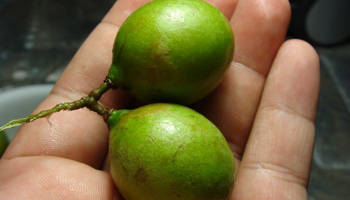 ️ 12 Beneficios Y Propiedades Del Mamón | Guía Completa 2025