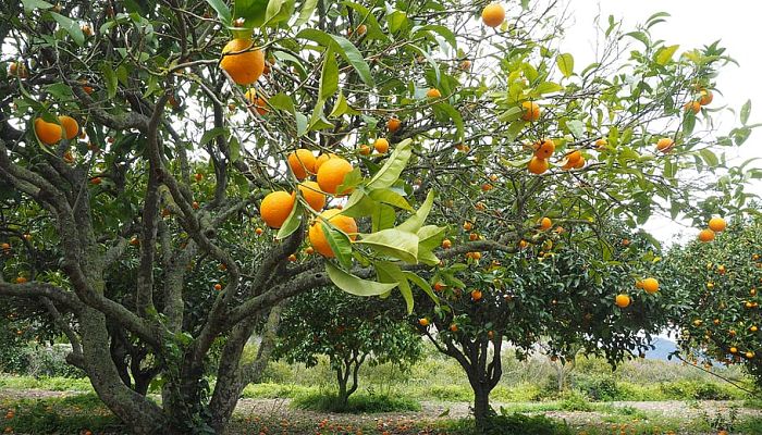 ️ 5 Beneficios Y Propiedades Del Naranjo Agrio | Guía Completa 2022